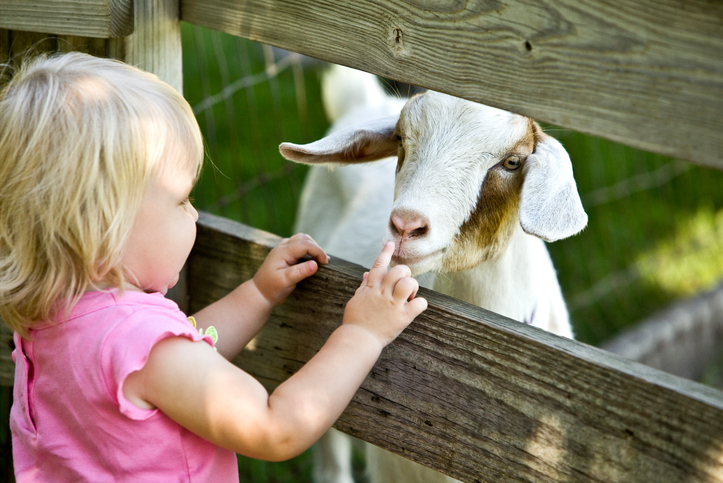Goat Day 2020 - January 25th, UC Davis - Goat Journal